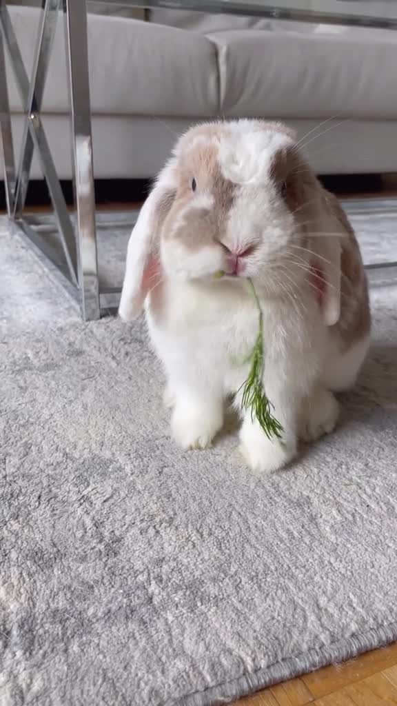 Some bunny asmr to brighten your Monday 🐰💜