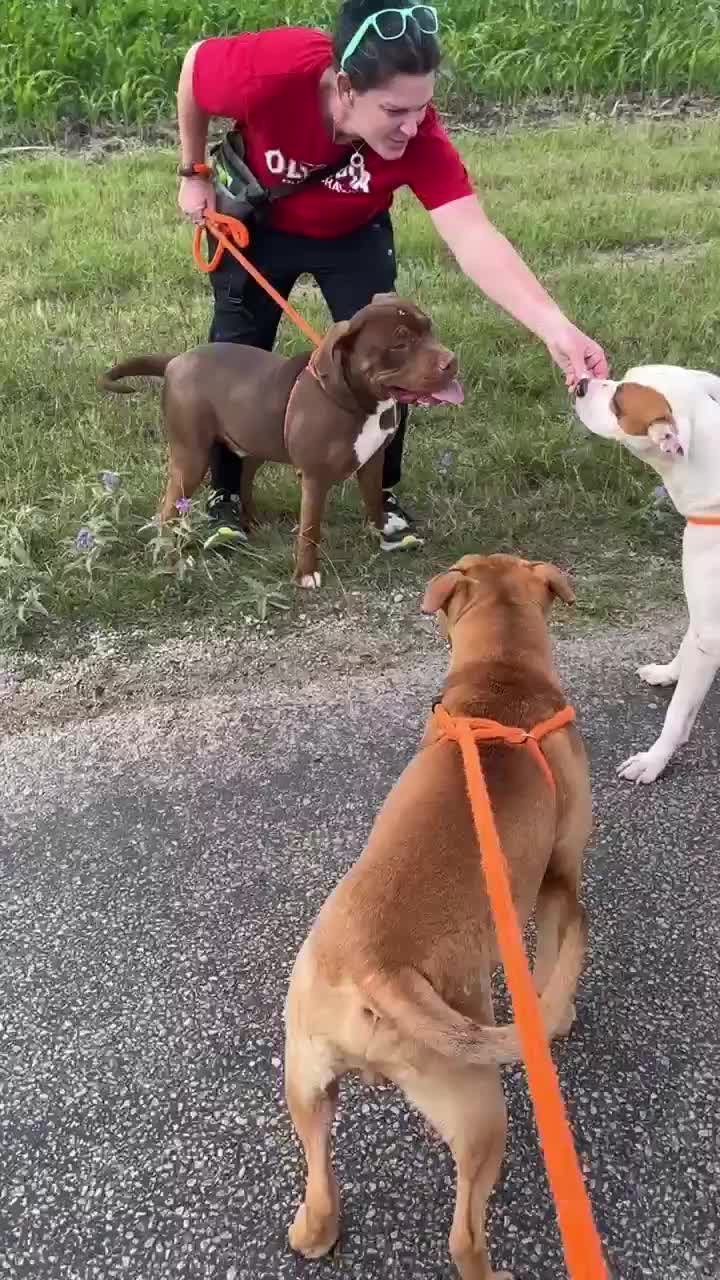 #13 male brown white pittie #34 male tan pittie #33 male white boxer ...