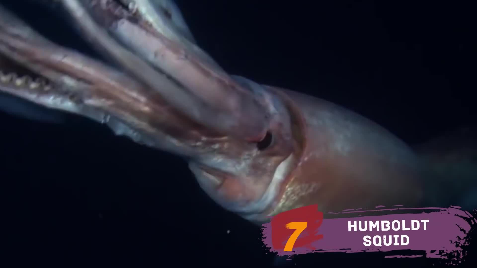 Terrible Deep Sea Creatures