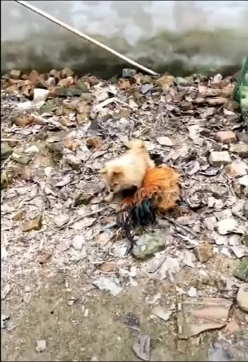 #Chicken vs dog fight # dog vs chicken funny video