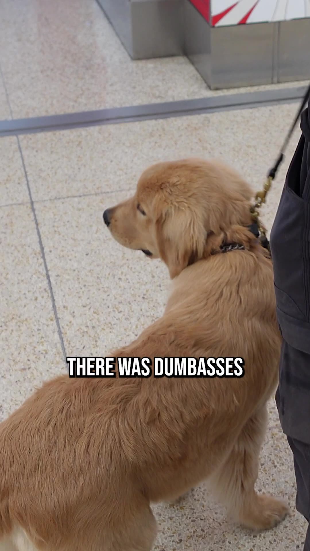We’re in an Airport, Not a Dog Park