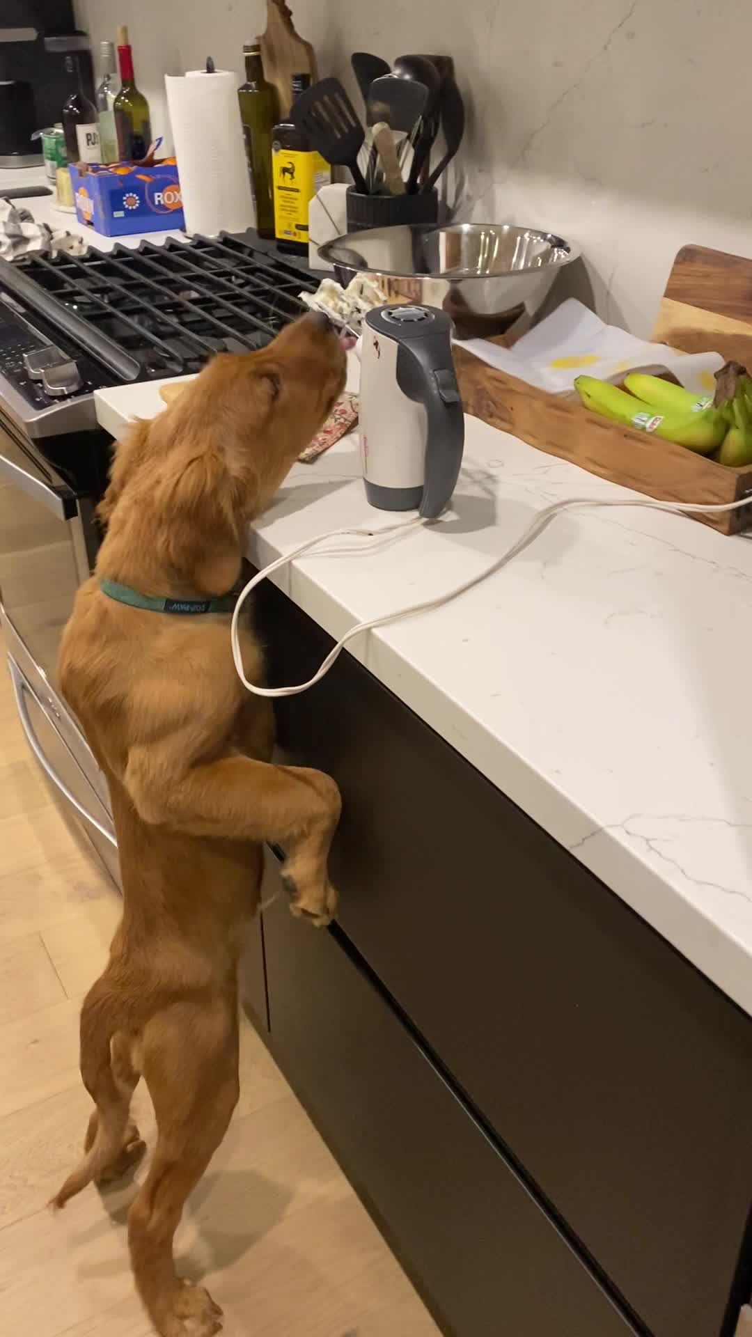 Lucky Puppy Licks Beaters Clean