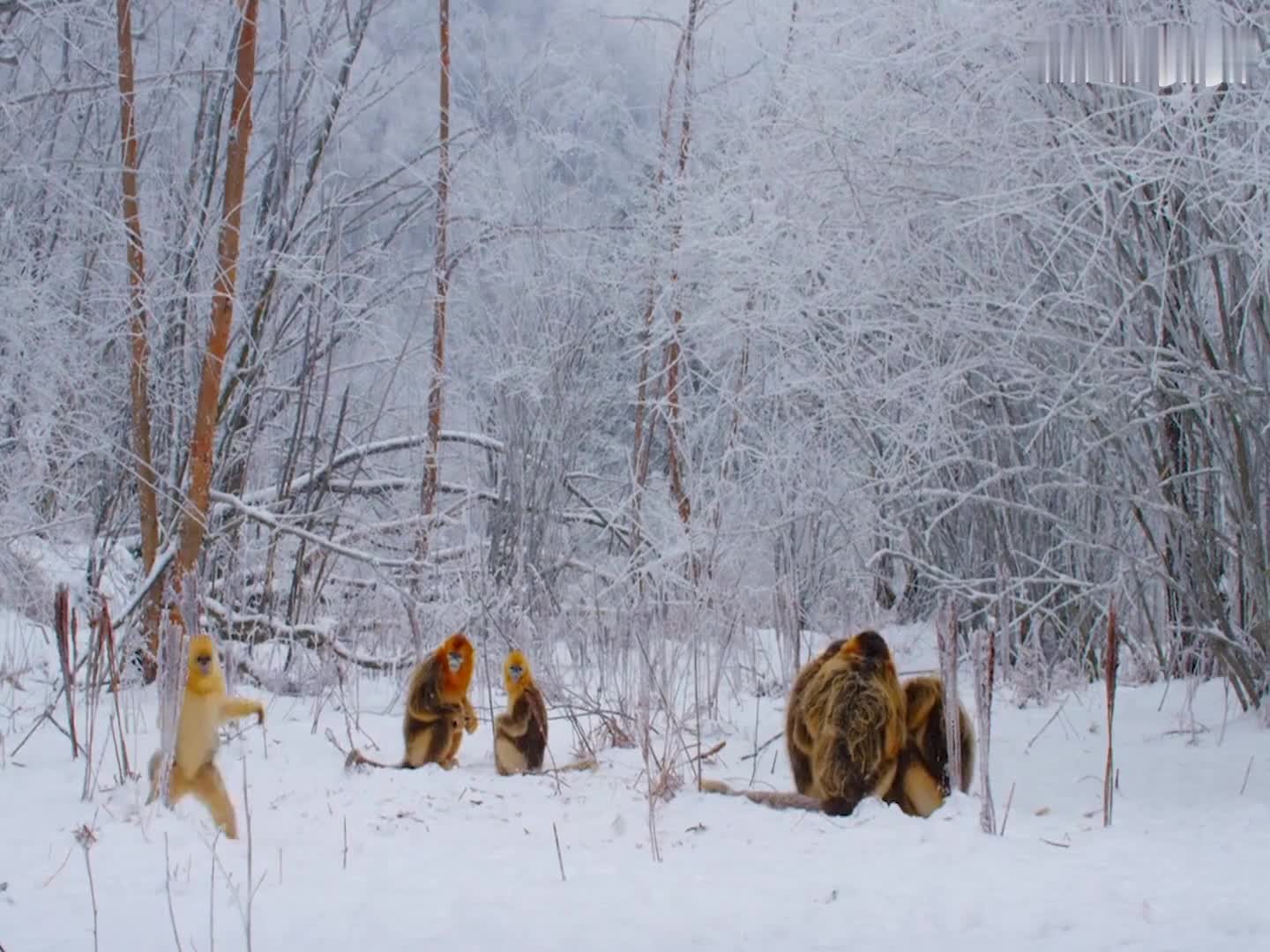 Noble among monkeys, national treasure, Monkey King - Golden Monkey