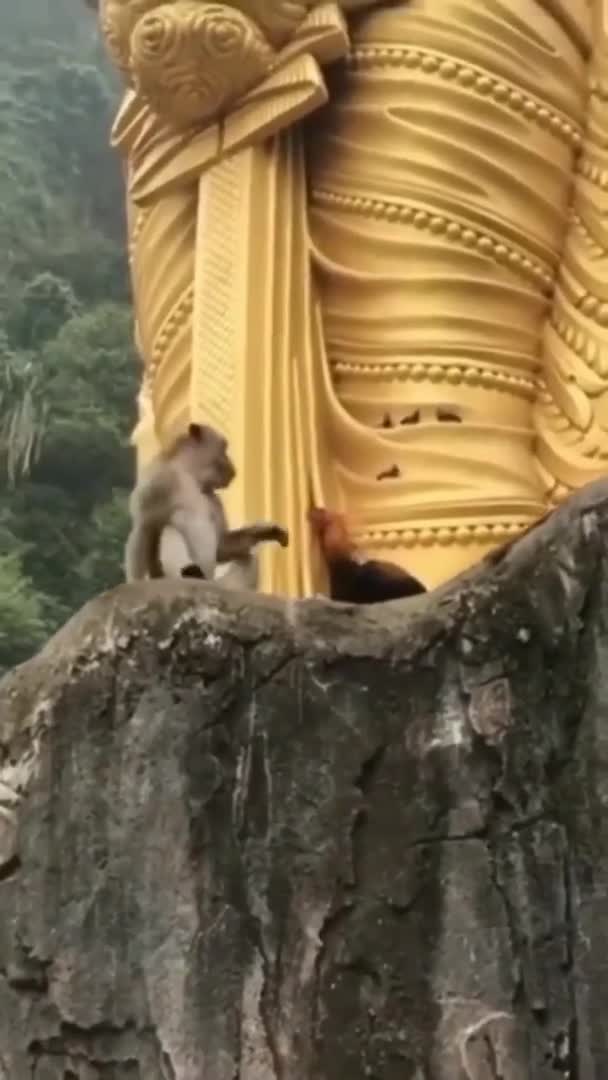 Monkeys Vs Roosters