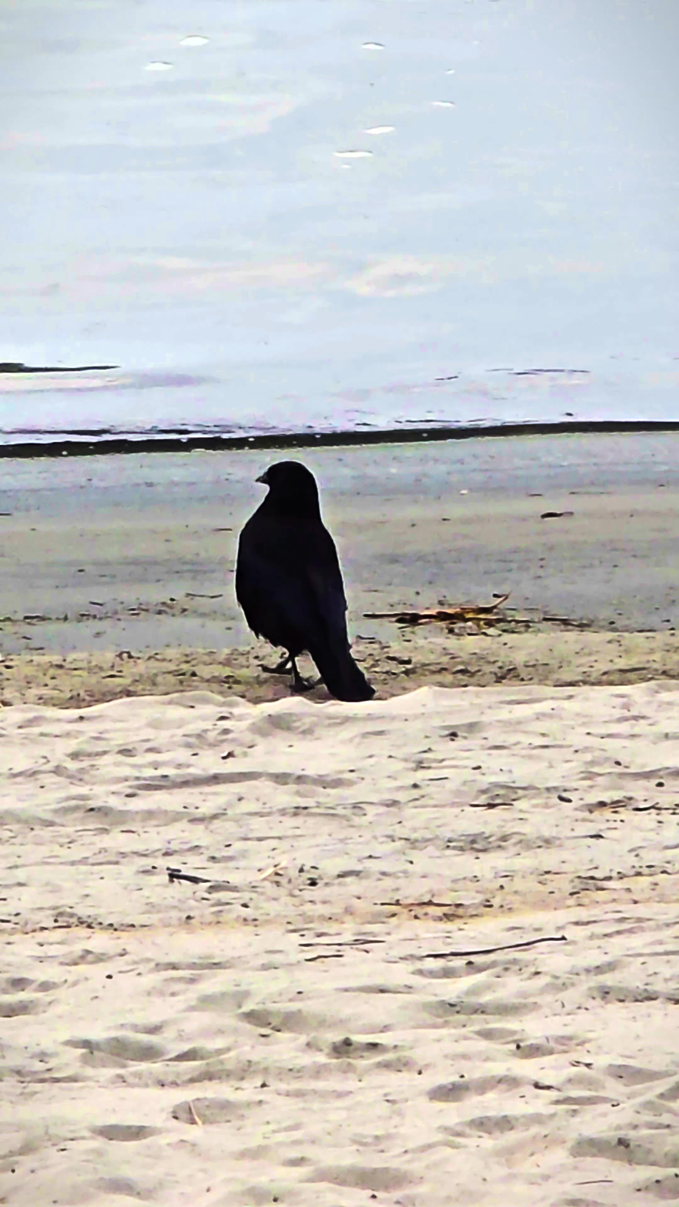 Proud raven on the bank of a river / A very beautiful animal by the water.