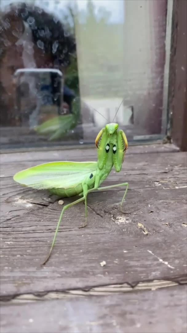Mantis Turns Around and Assumes Defensive Stance Once Guy Touches Its Back