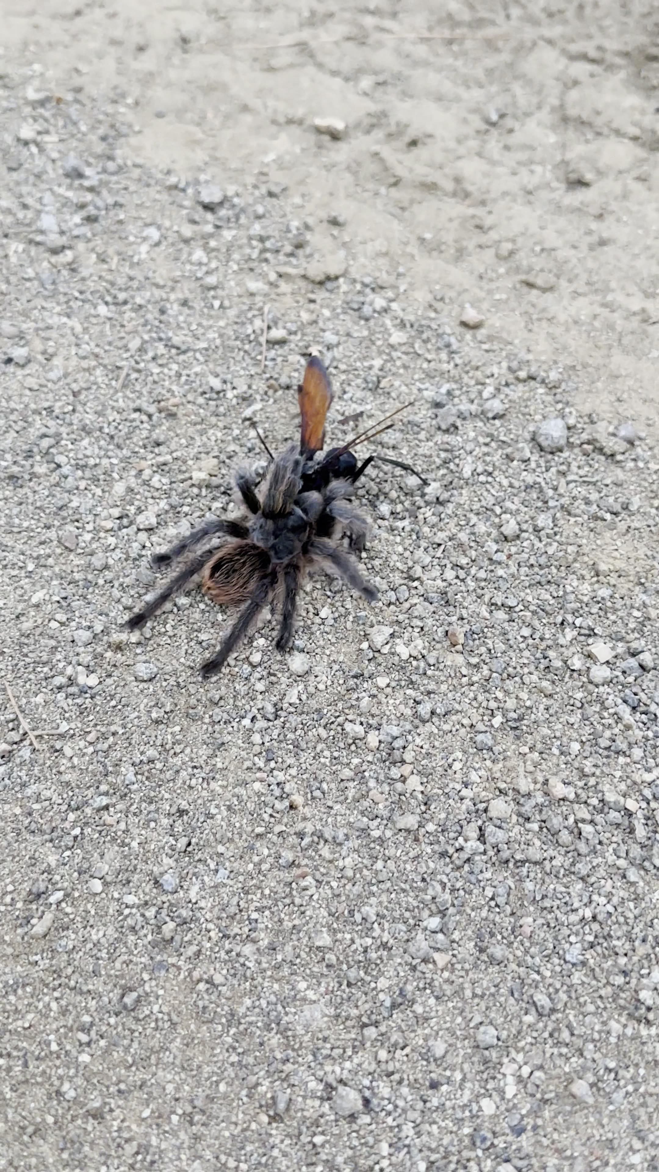 Tarantula Hawk with a Paralyzed Tarantula