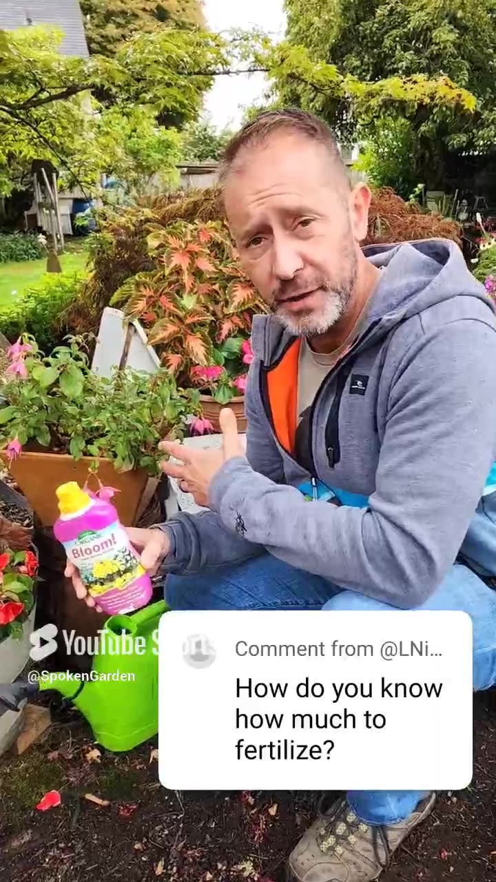 How Much Fertilizer Should You Apply to Your Fuchsias?