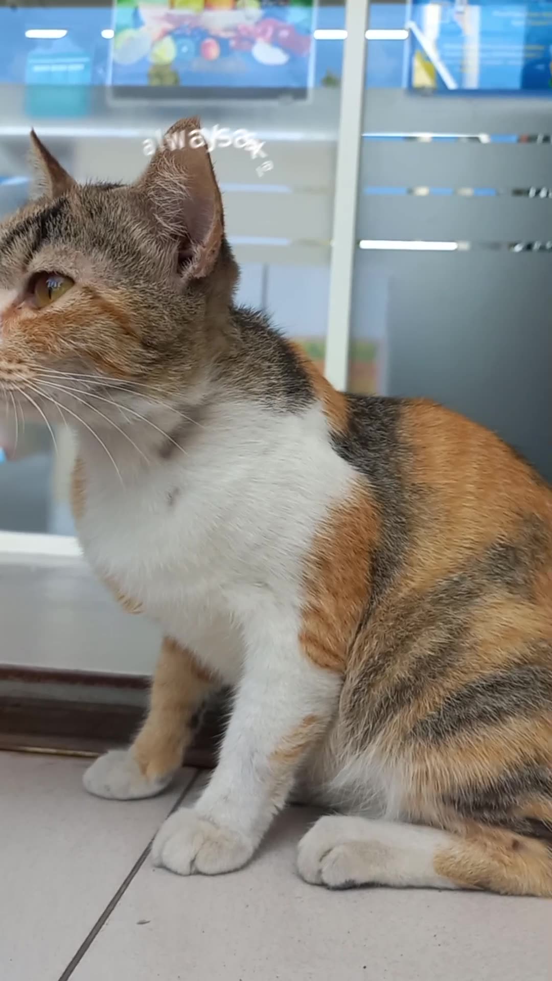 Meet the shopkeeper's cat