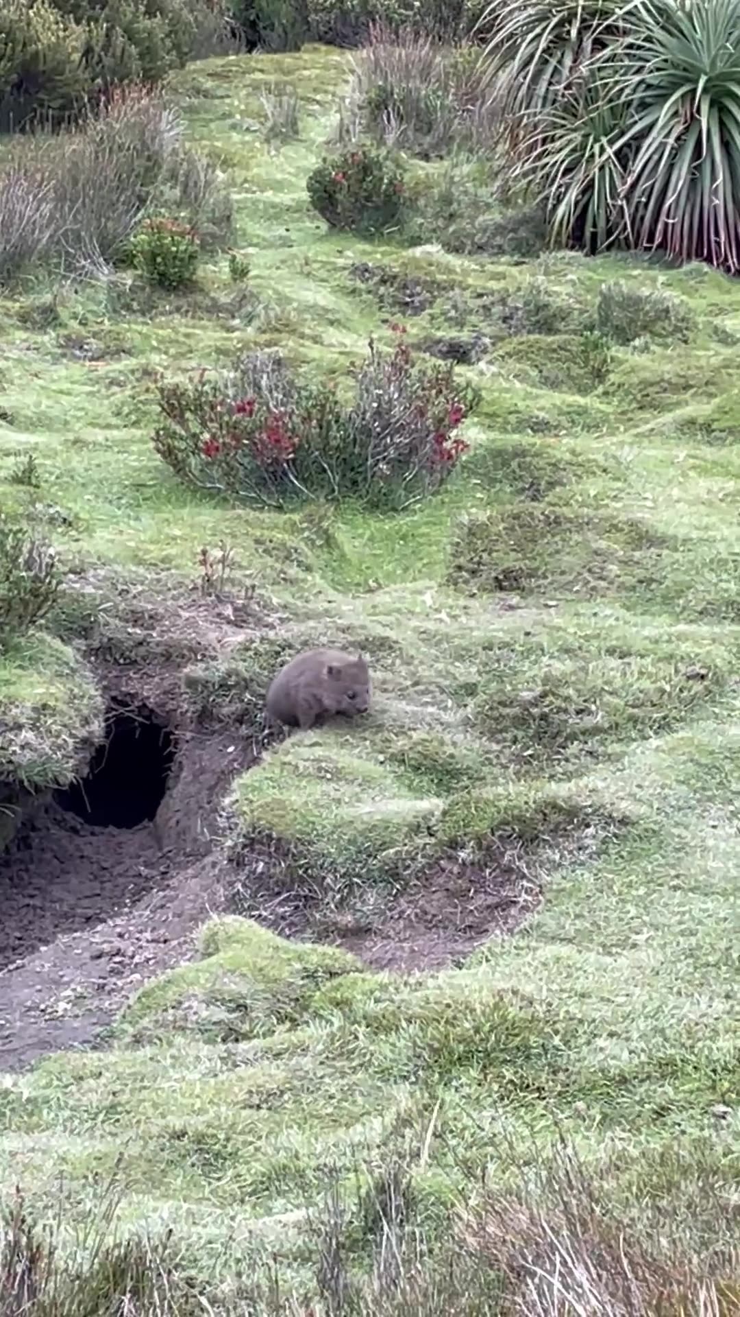 Baby Wombat Emerges From Burrow