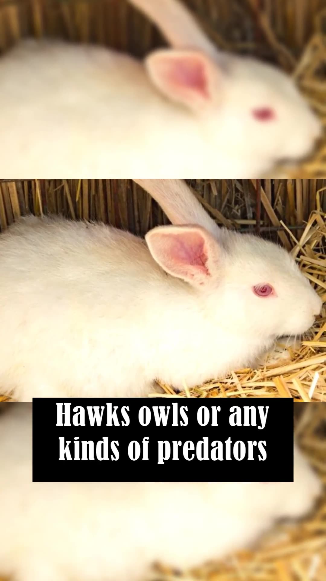 The Bizarre Albino Rabbit!