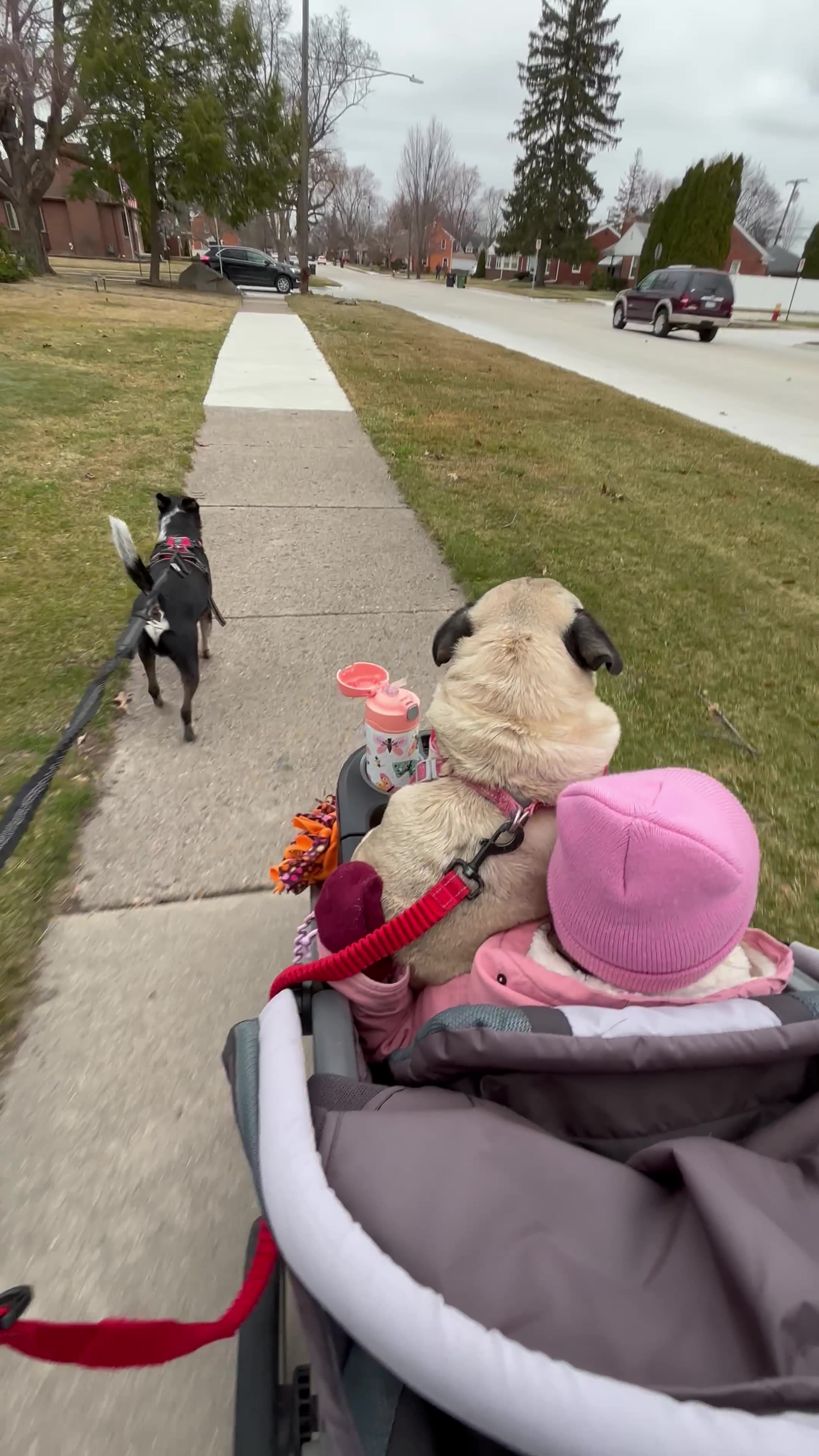 Strolling Pug Finishes Walk On Lap
