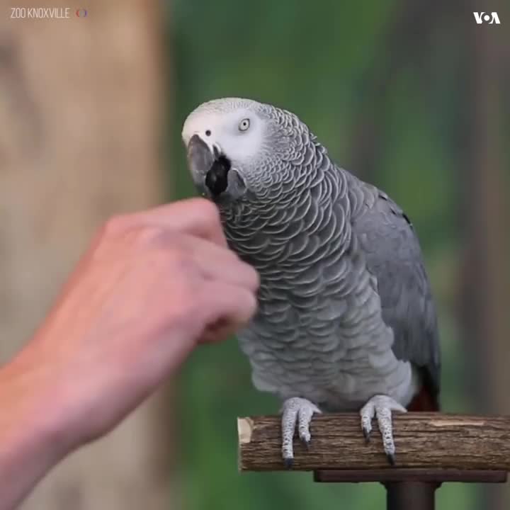 Talking Parrot
