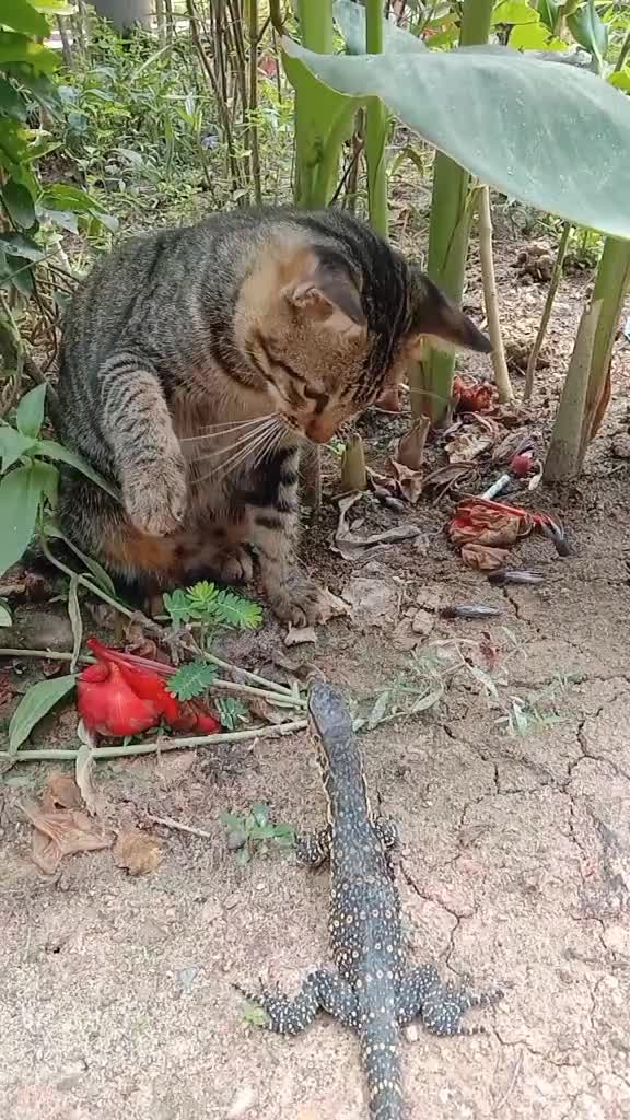 cat vs lizard