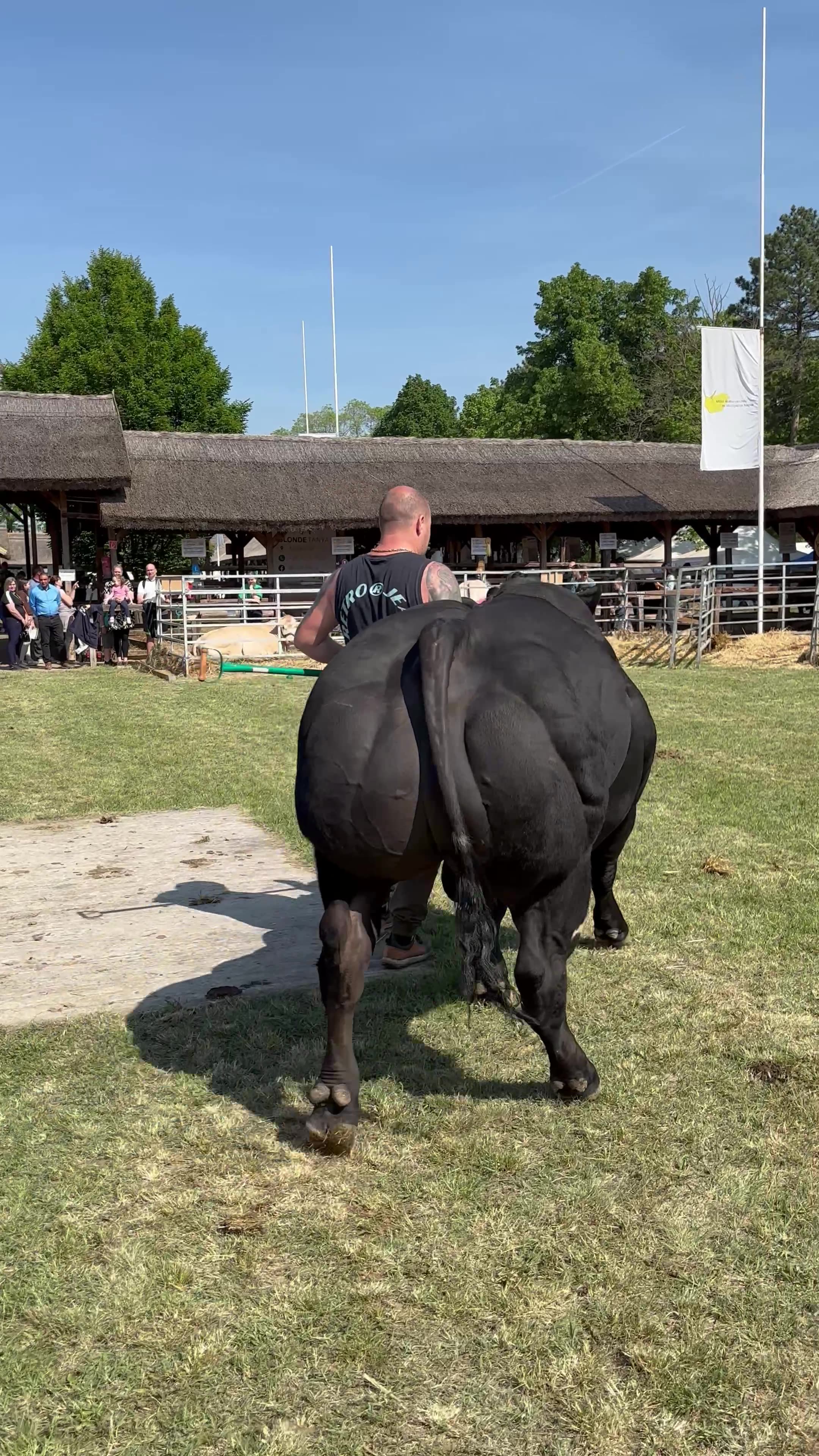 Bull Is Built Different