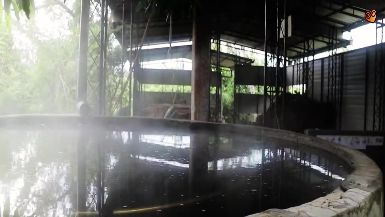 World's Most expensive Tree Bark - Cinnamon harvesting and processing ...