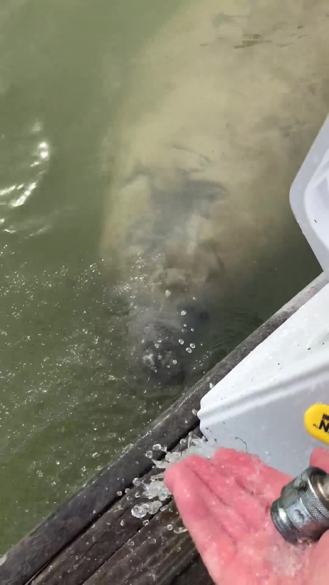 Manatee Drinking Fresh Water