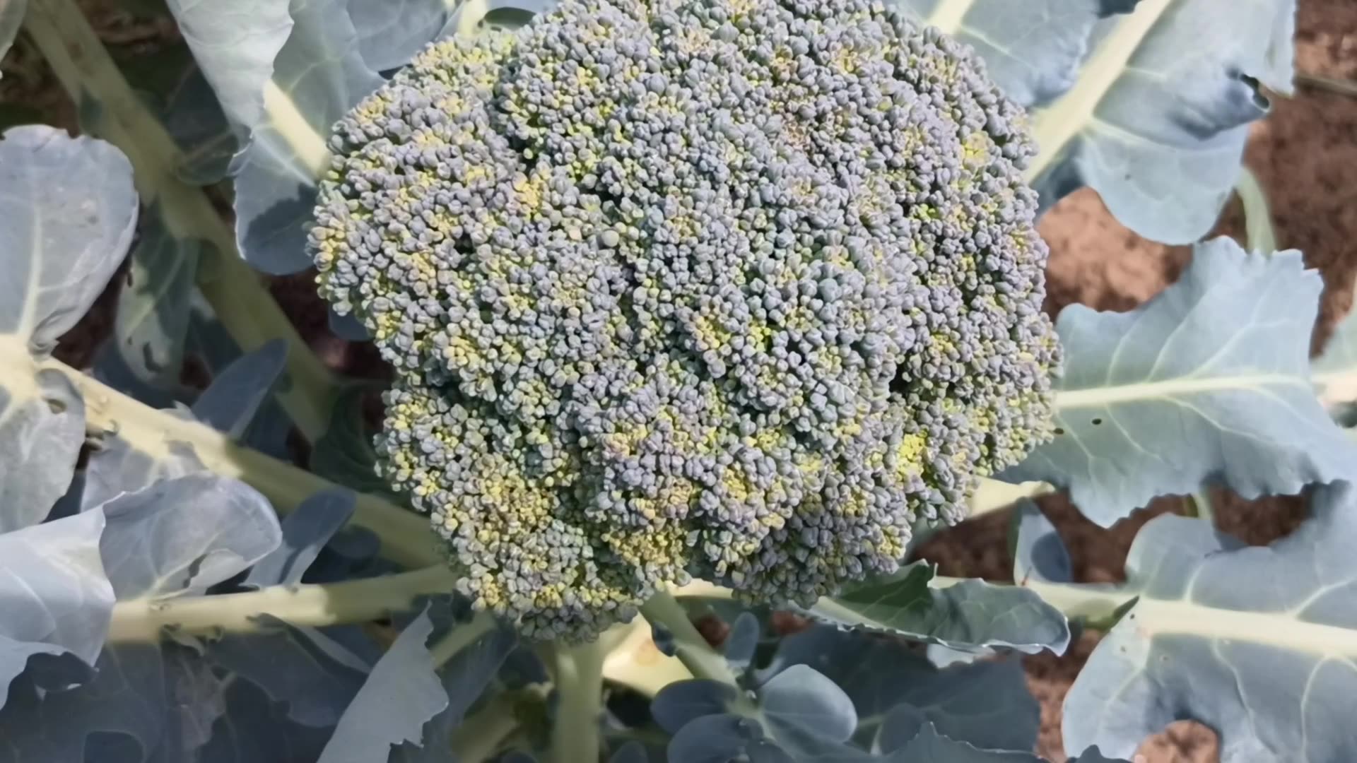 Broccoli