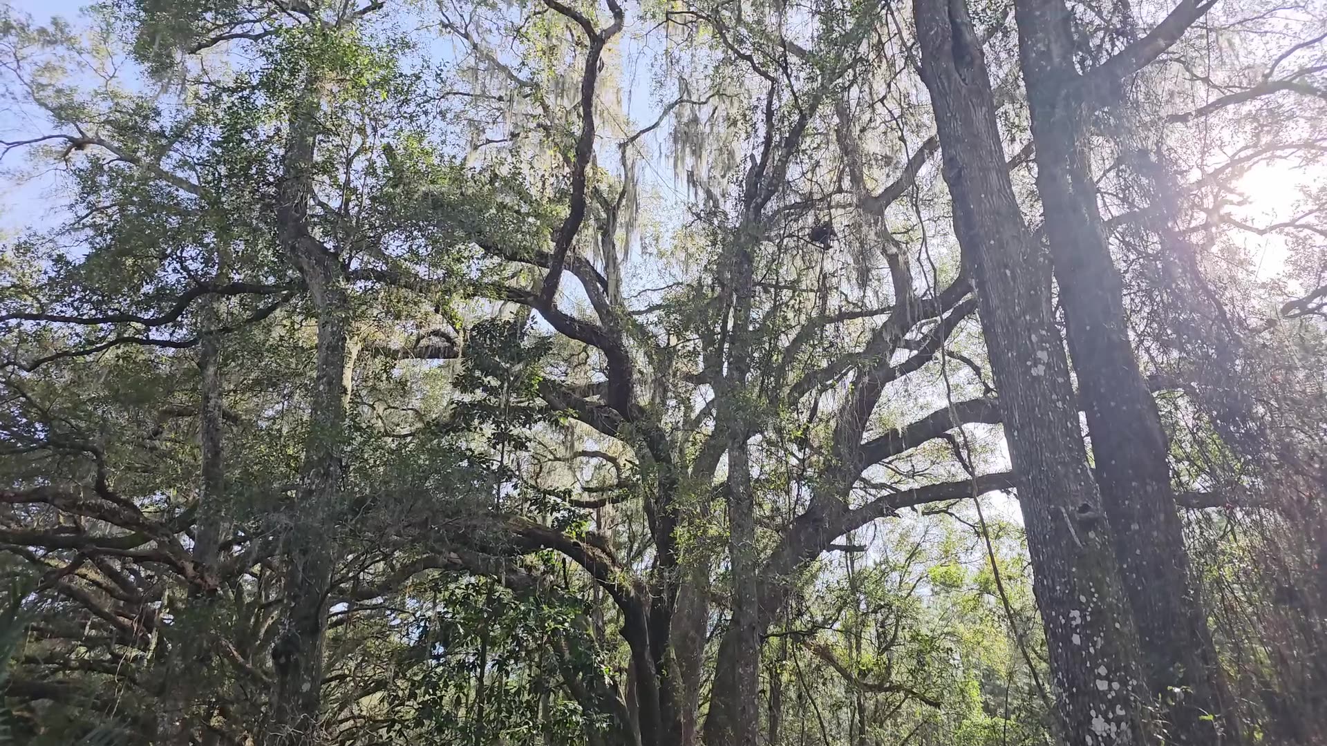 Central Florida Trail Vortex Mountain Bike Complex to Paved Santos Hike ...