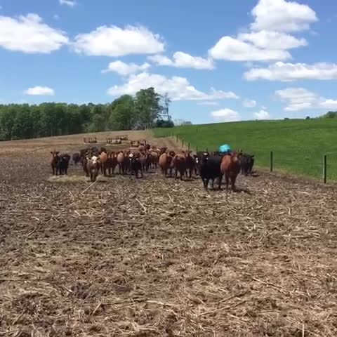 Cattle whispering