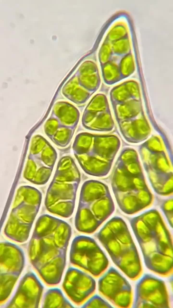 The beauty of the moss cells under the microscope