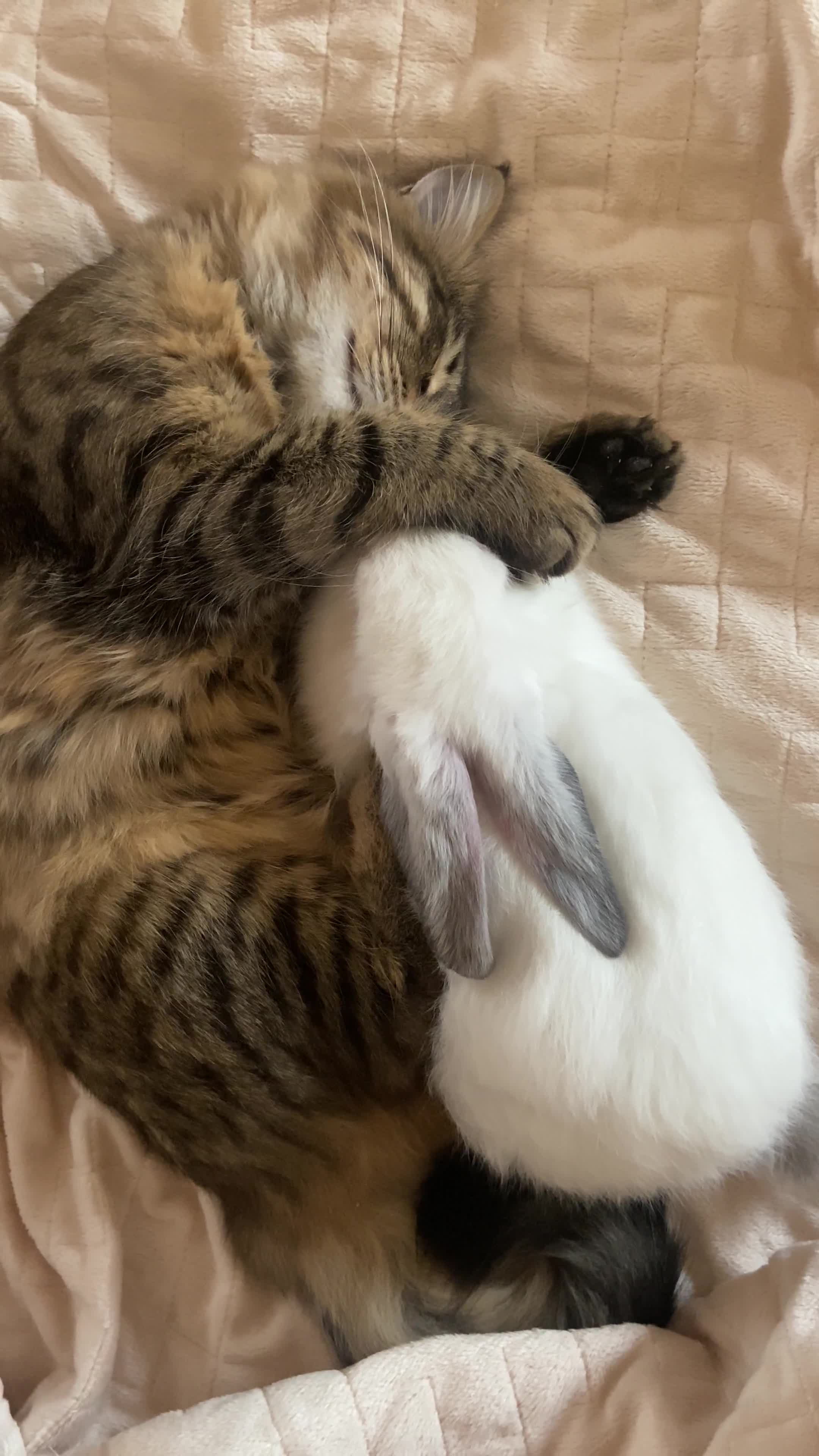 cat and rabbit