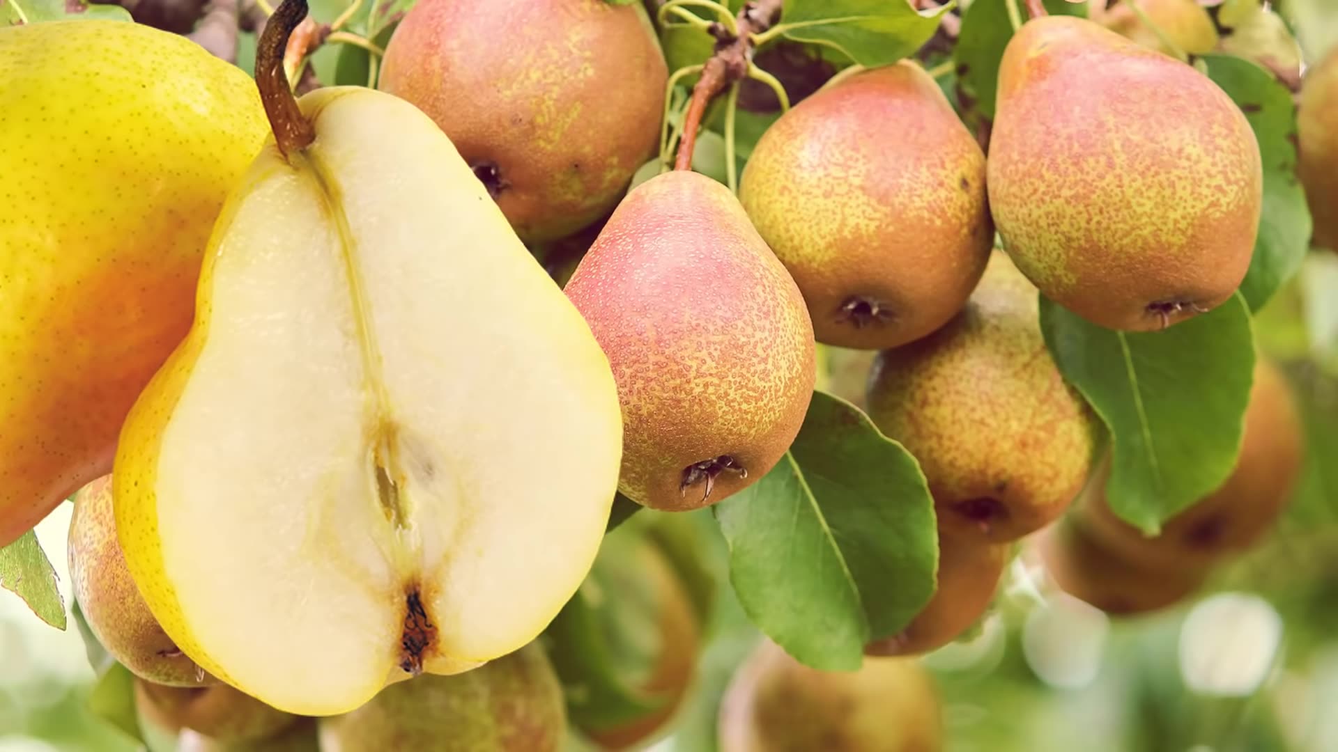 FRUITS FOR KIDS * PICTURE DICTIONARY FOR BABY * COMMON FRUITS NAME IN ...