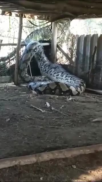 The largest snake in India