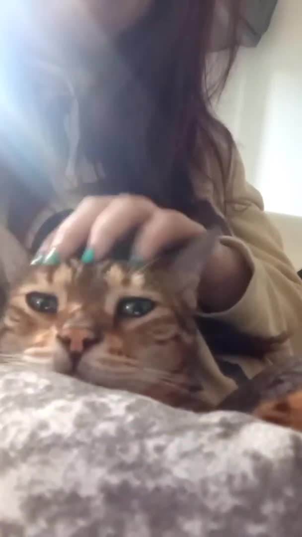 Meowza the Bengal enjoying a head stroke. 😍 So adorable