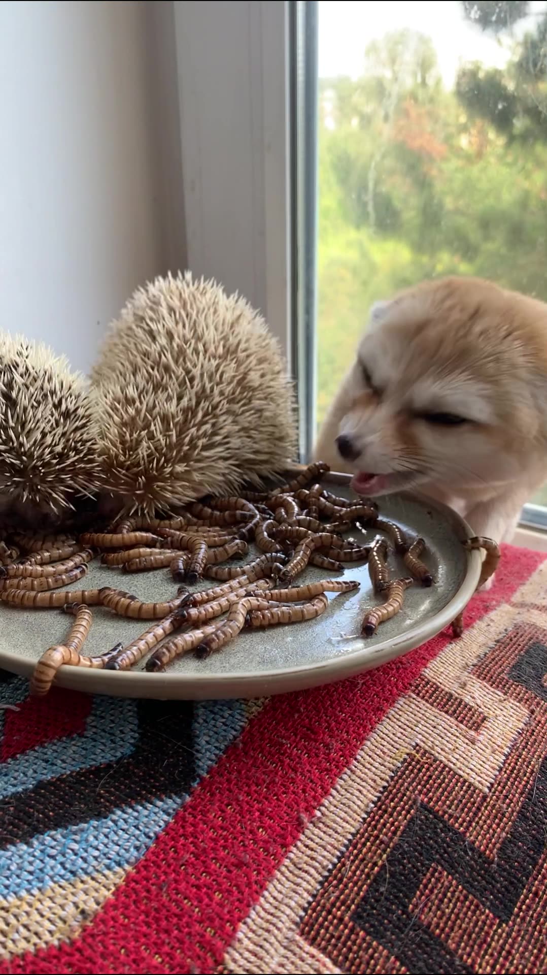 Fox and Hedgehogs Eat Worms