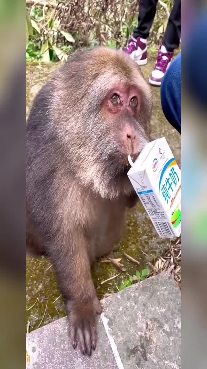 A docile one-armed monkey