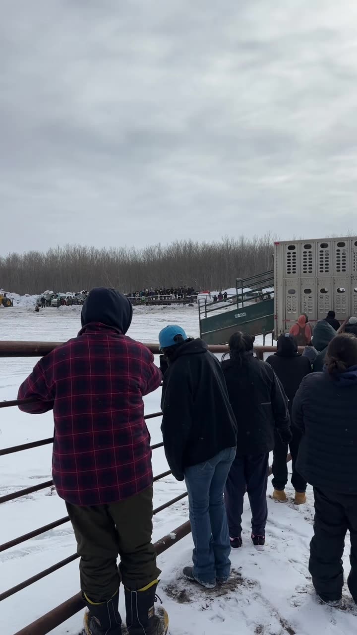 Tribes Welcome the Buffalo Back to the Reserve