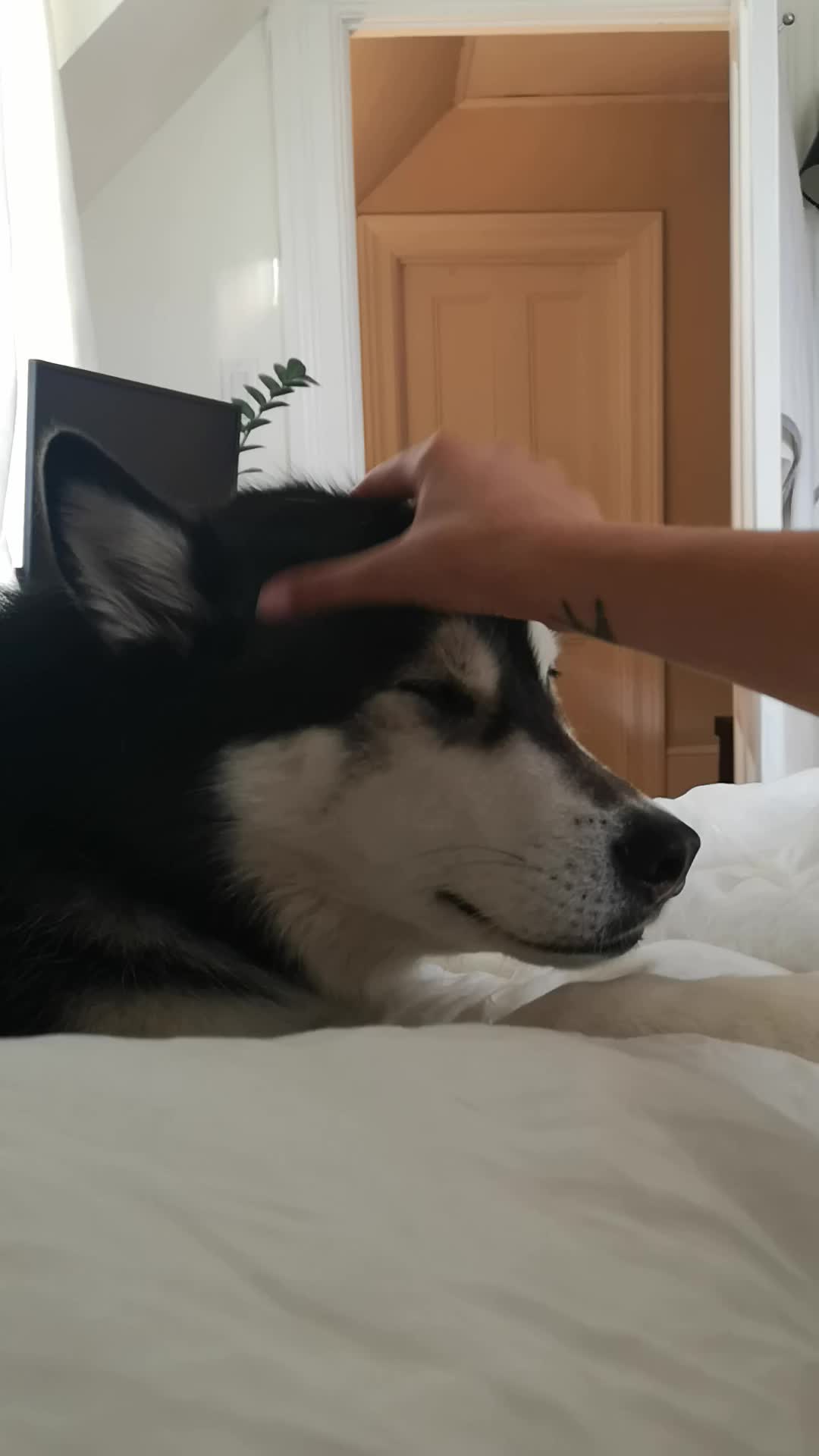 Husky gets a head scratch