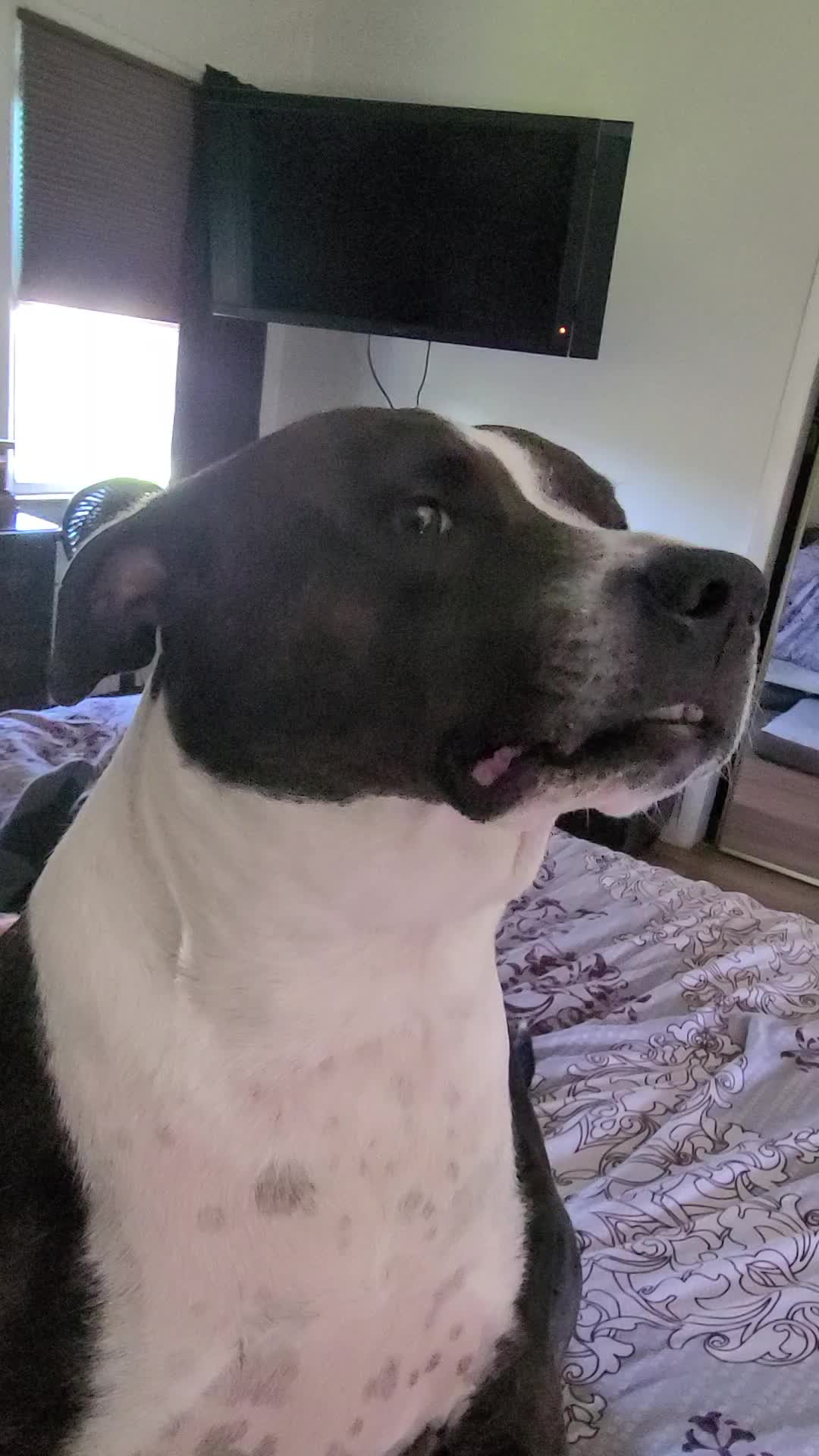 Show me that SNARLY face! Yea that's the spot