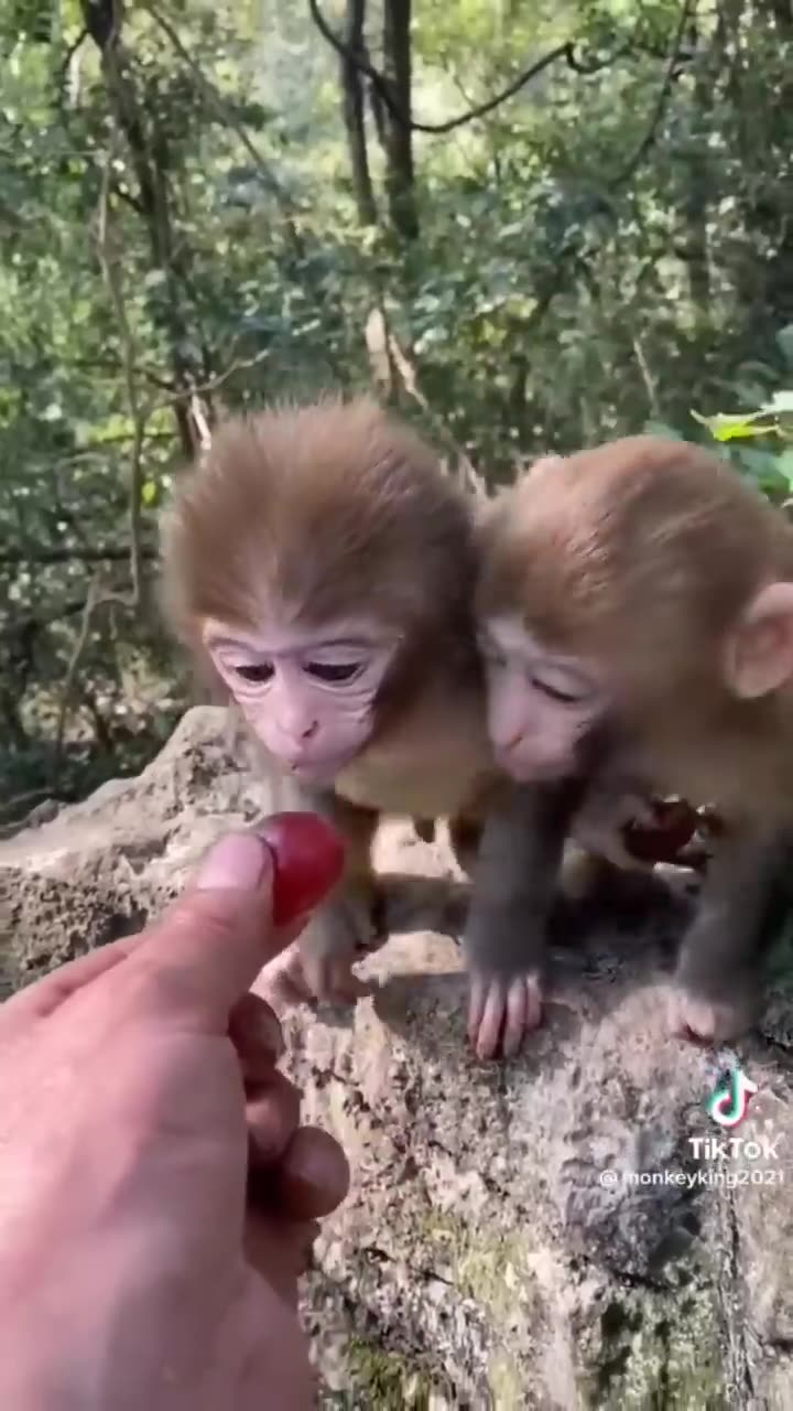 "Cuteness Overload! Adorable Baby Animals Playing - Heartwarming Moments 🐾"