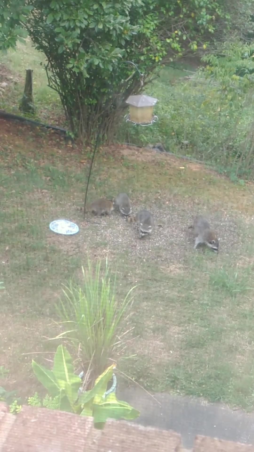 Rocky the raccoon and her three babies ️🦝🐾