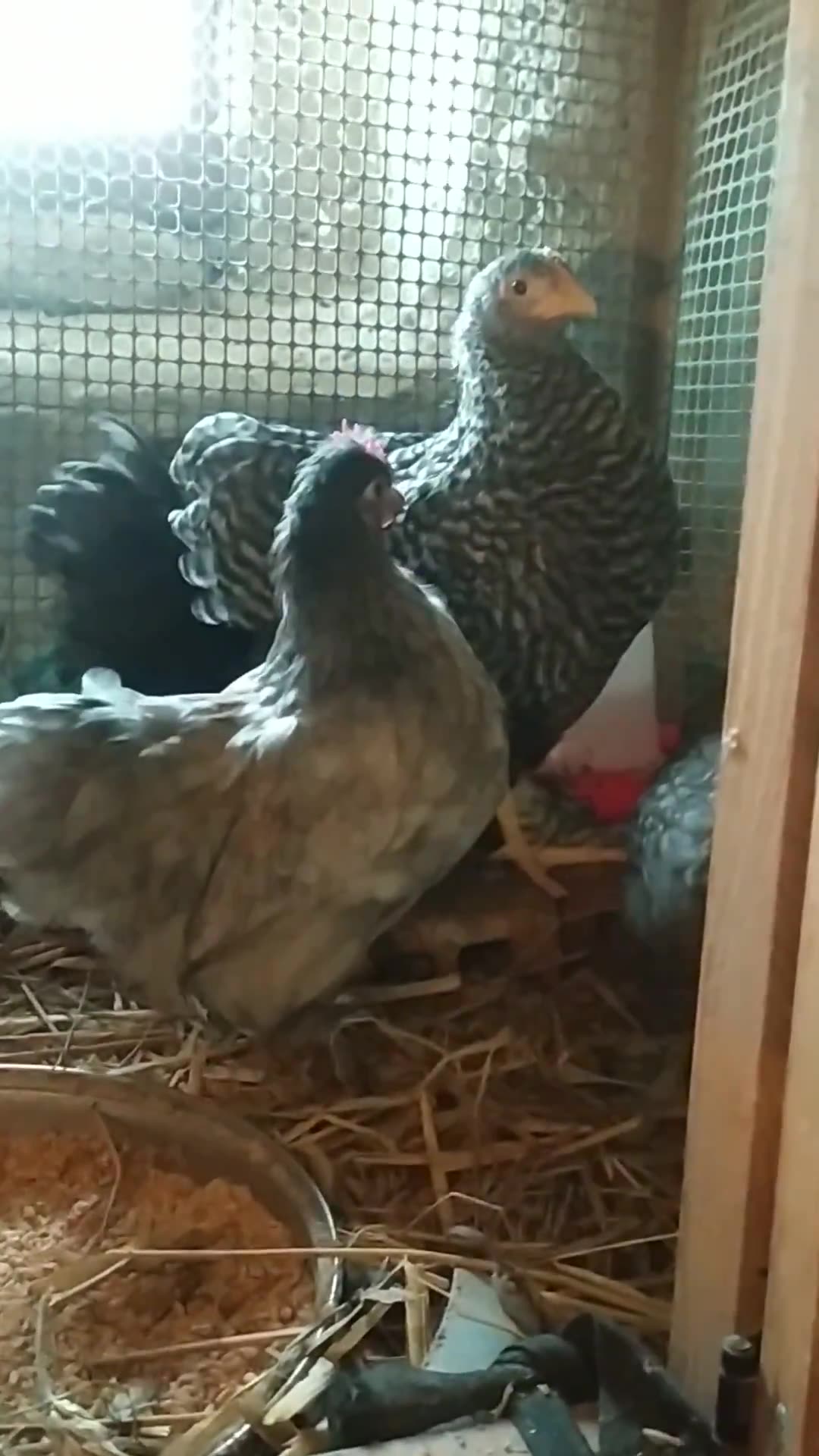 The youngest generation of my hens :-) look how cute they are!