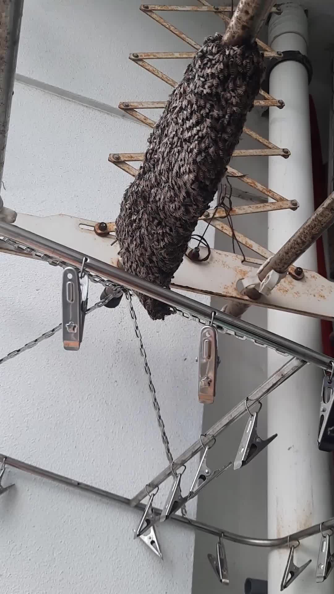 Massive Beehive on the Balcony