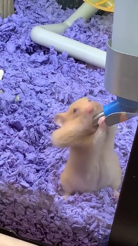 Hamsters That Make You Laugh The Adventures of Funny Hamsters