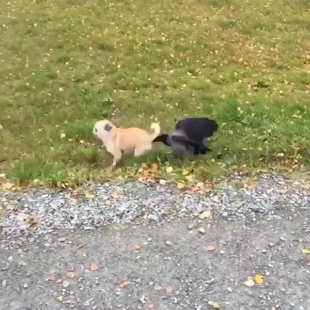 a bird pecking a dog
