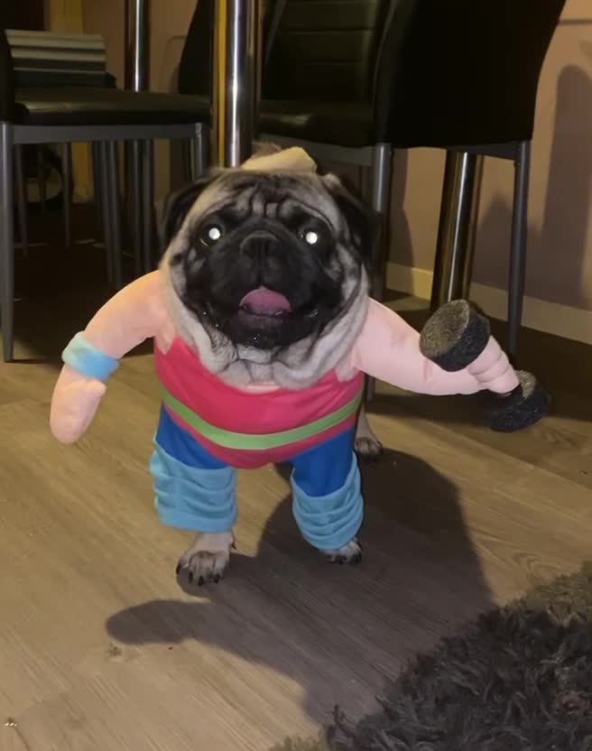 Weightlifting Pug Costume