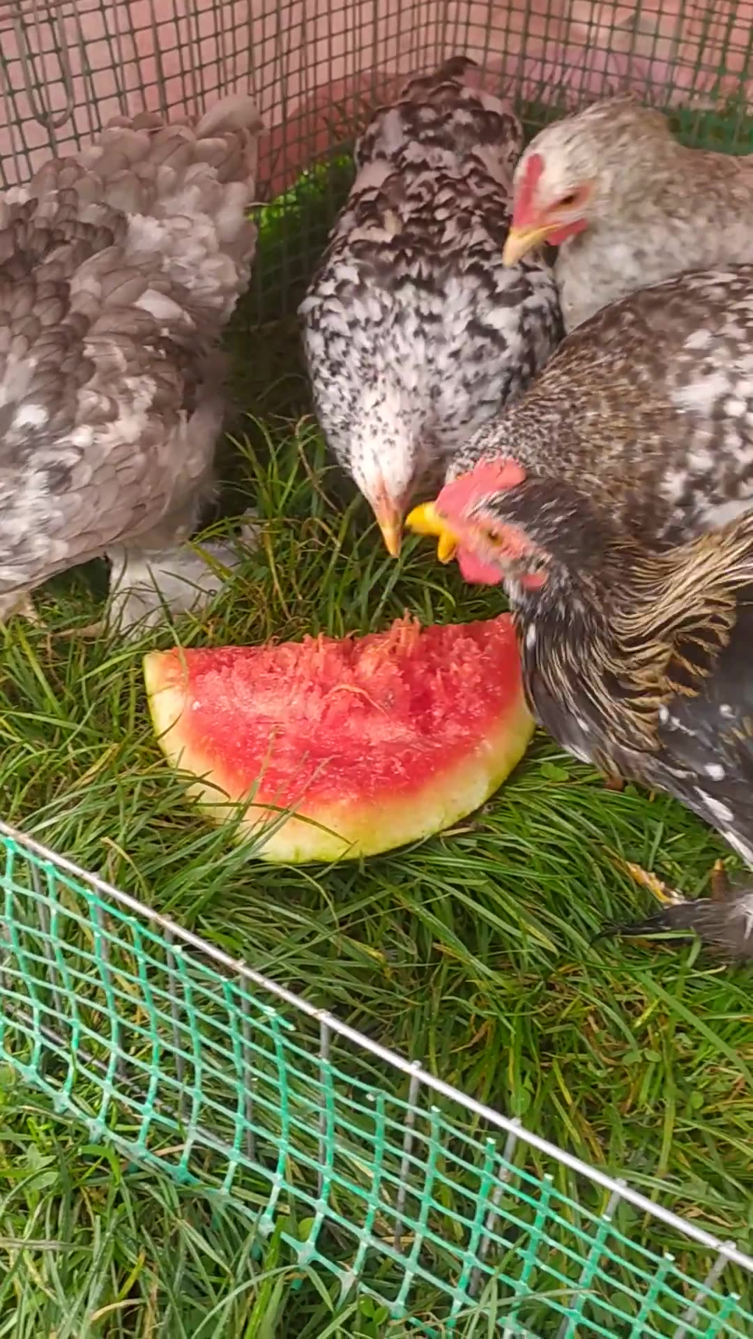 Chickens love watermelons