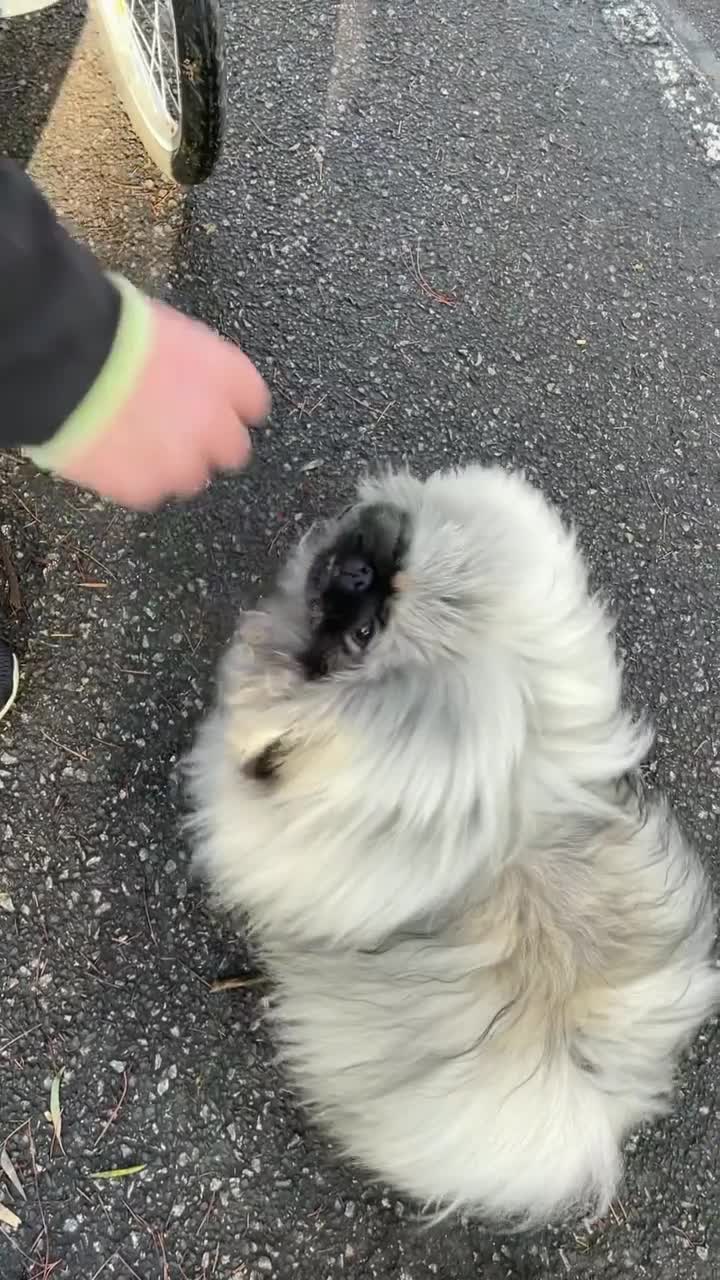 🔥Funniest Dogs will make you laugh all day long | Instagram Reels and ...