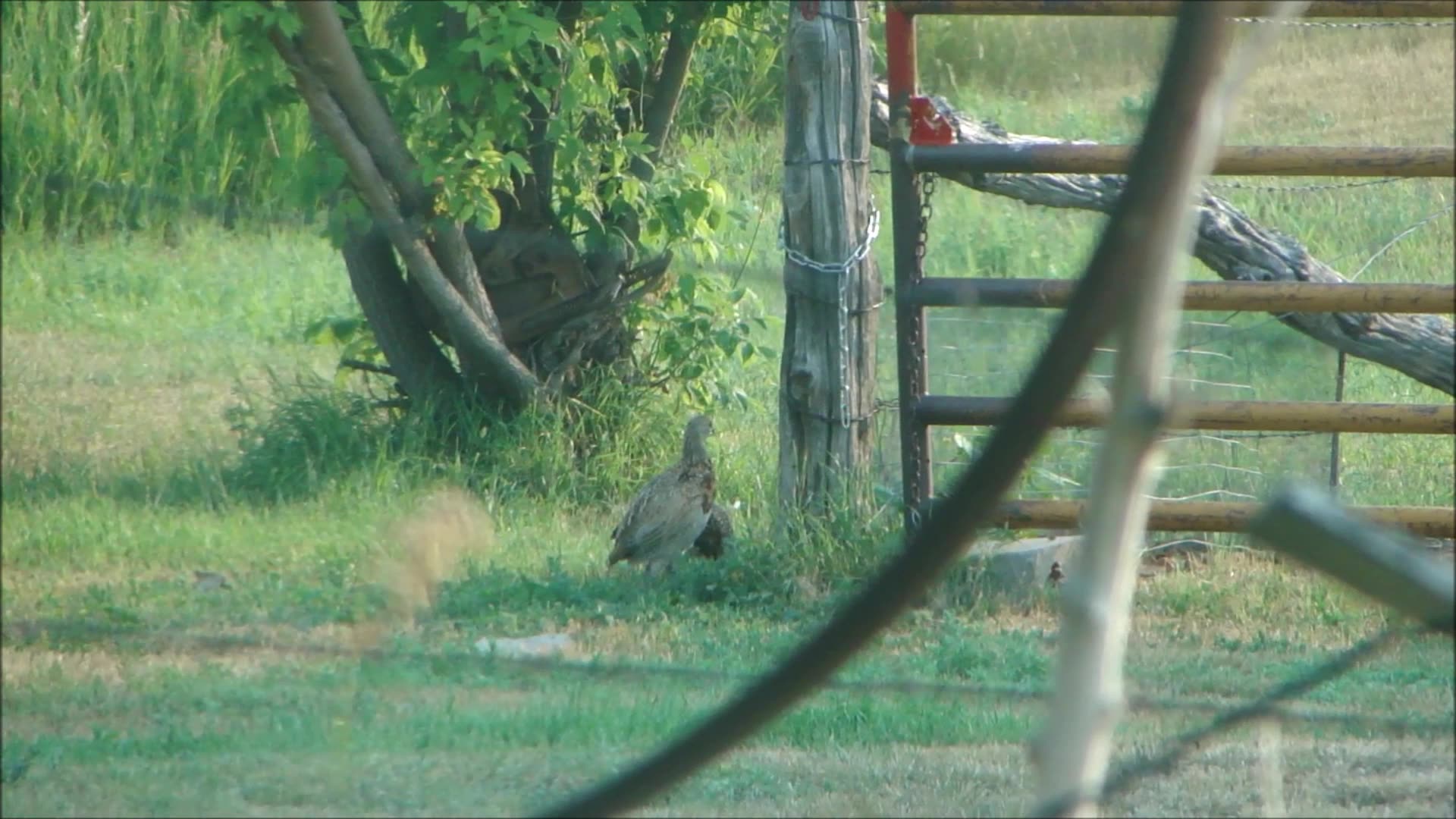 There Be Roosters Here - Red Neck Pheasant Chicks Old Enough To Show ...