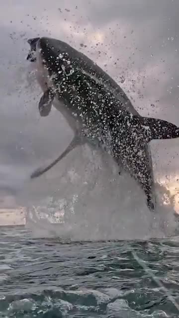 The HIGHEST JUMP Shark Attack GREAT WHITE SHARK Attack