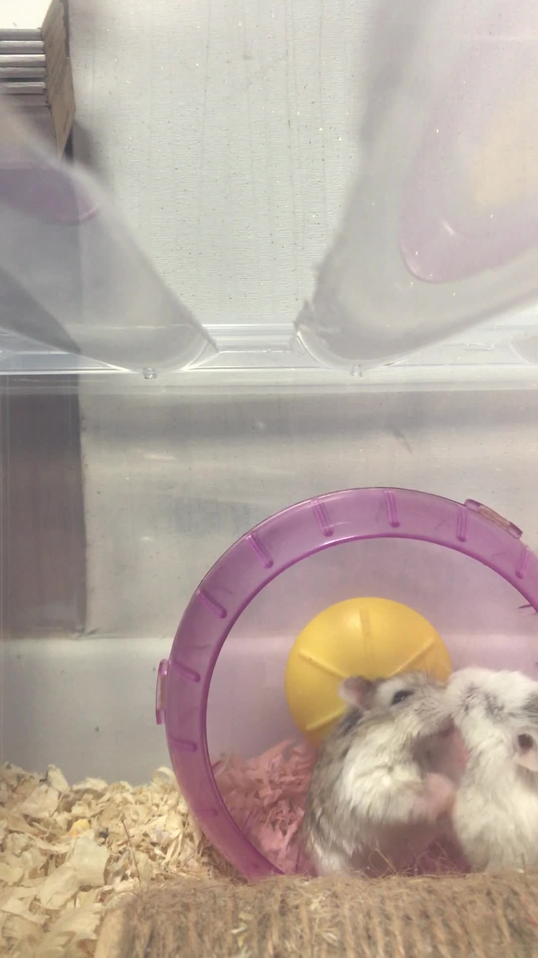Hamsters hugging each other