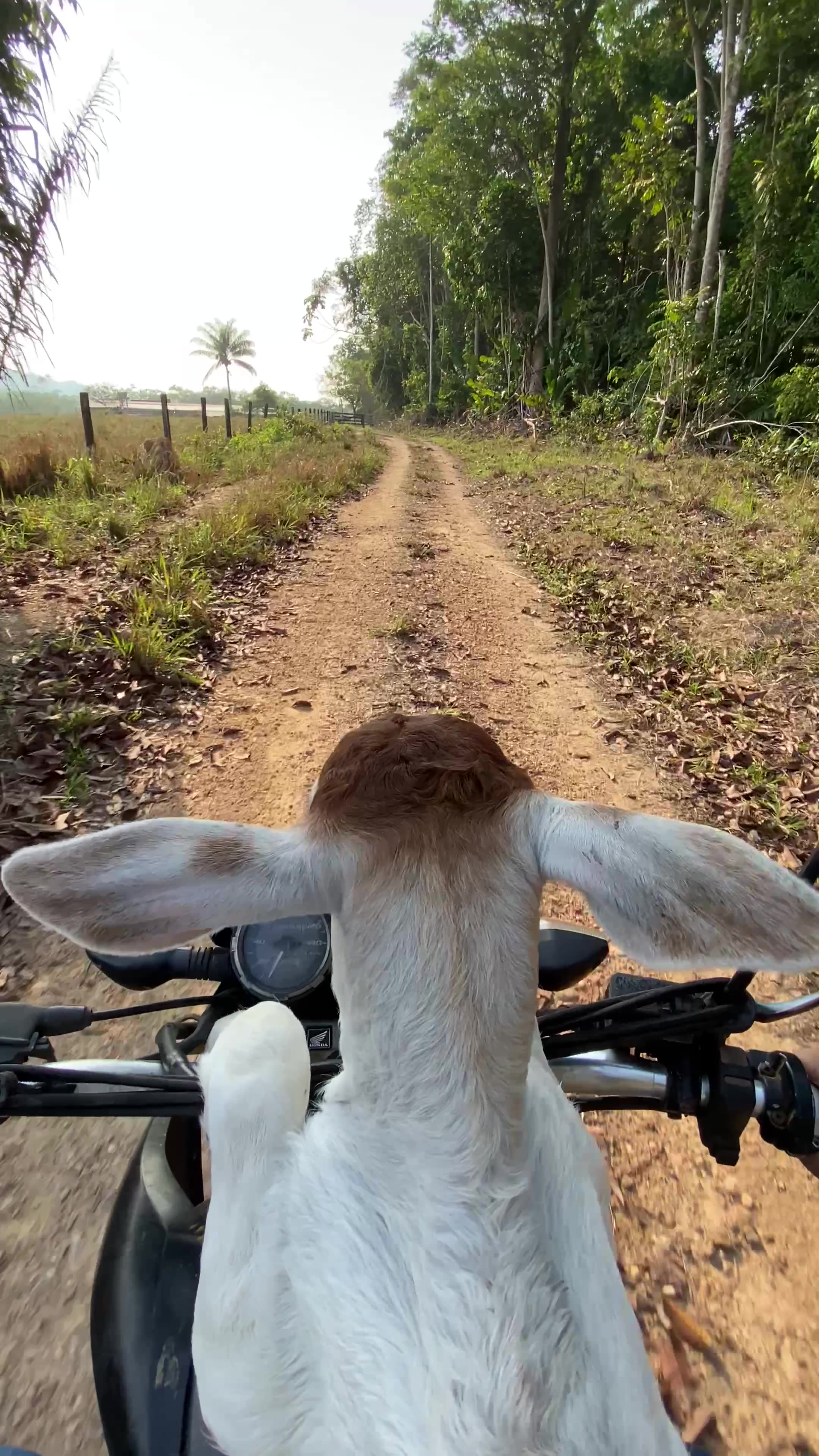 Calf Takes A Motorcycle Ride