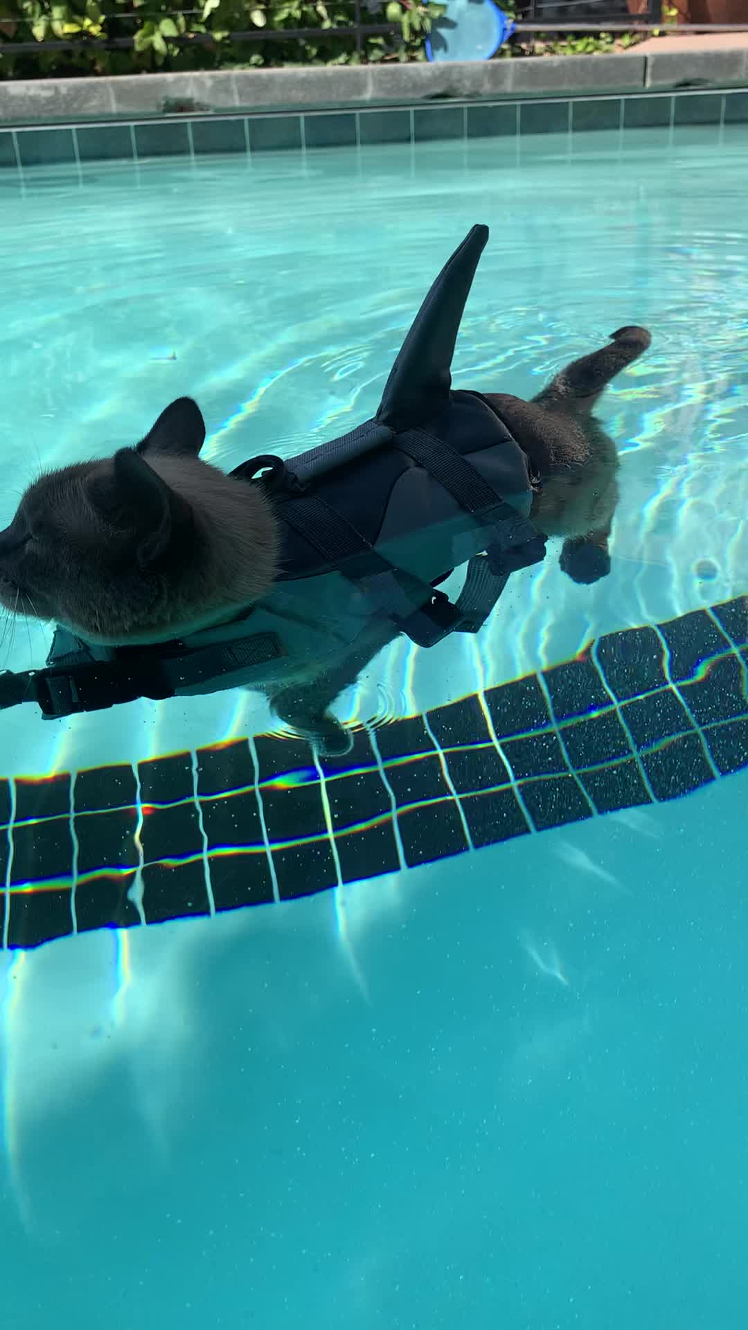 Sharkitty Enjoys Relaxing in Pool