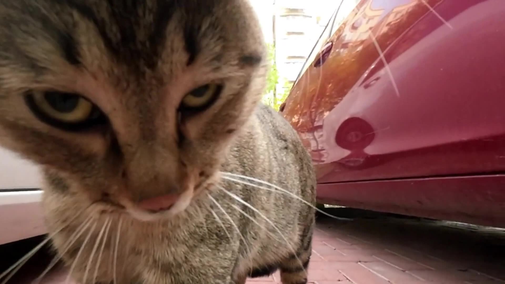 Cute cat on MakingDG