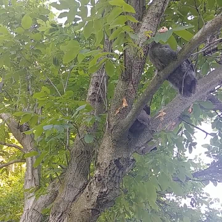 Guinea Birds Roosting Up in Walnut Tree🌳 | Guinea Fowl